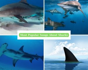 20 Most Popular Songs About Sharks, Ranked, Youtube Lyrics